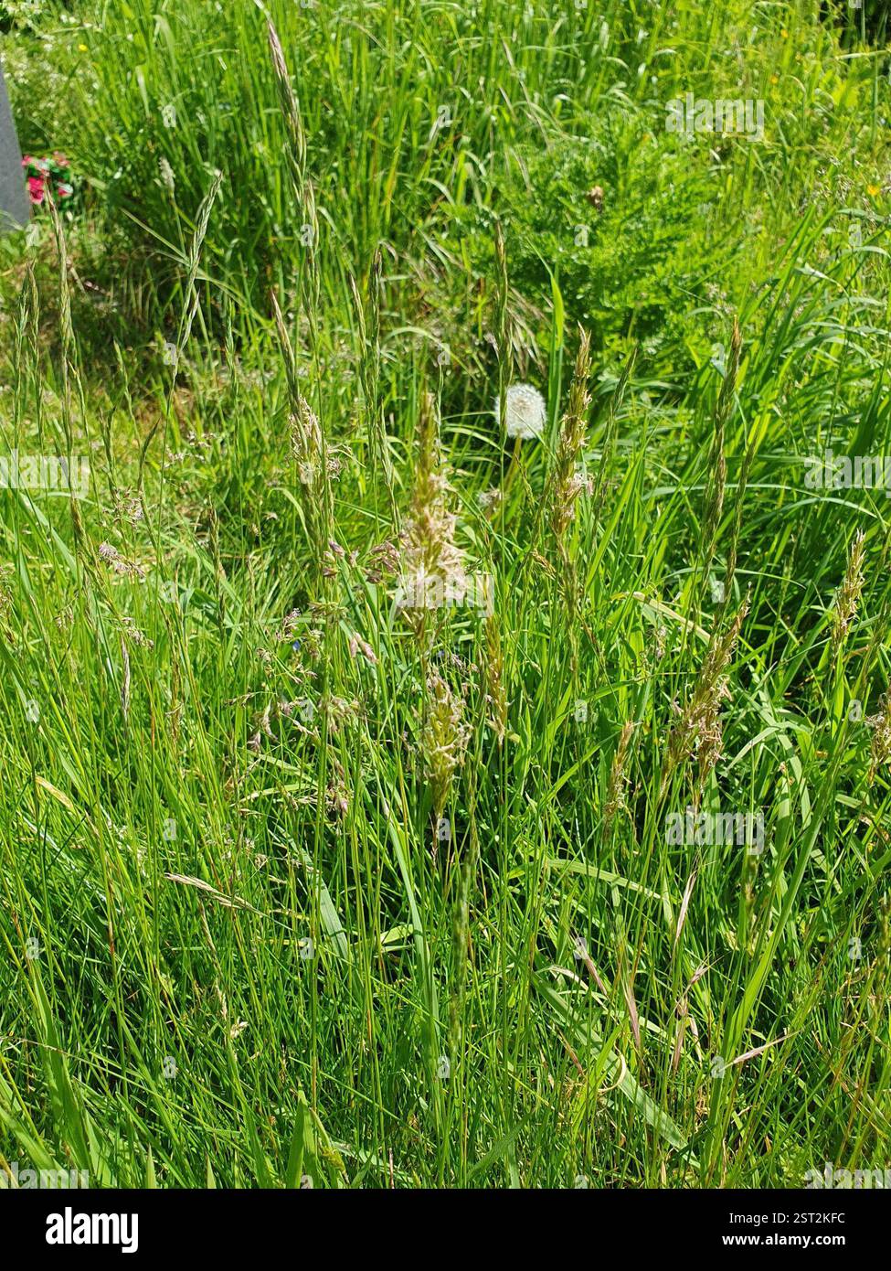 (Poeae), Plantae, Frampton Cotterell, Bristol, UK Stock Photo - Alamy