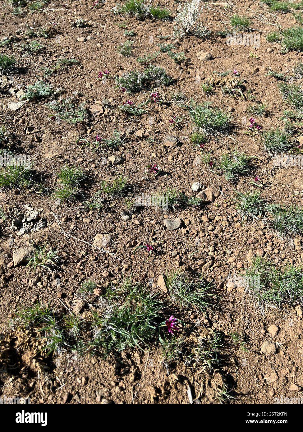 fragile onion (Allium scilloides), Plantae, Kittitas County, US-WA, US ...