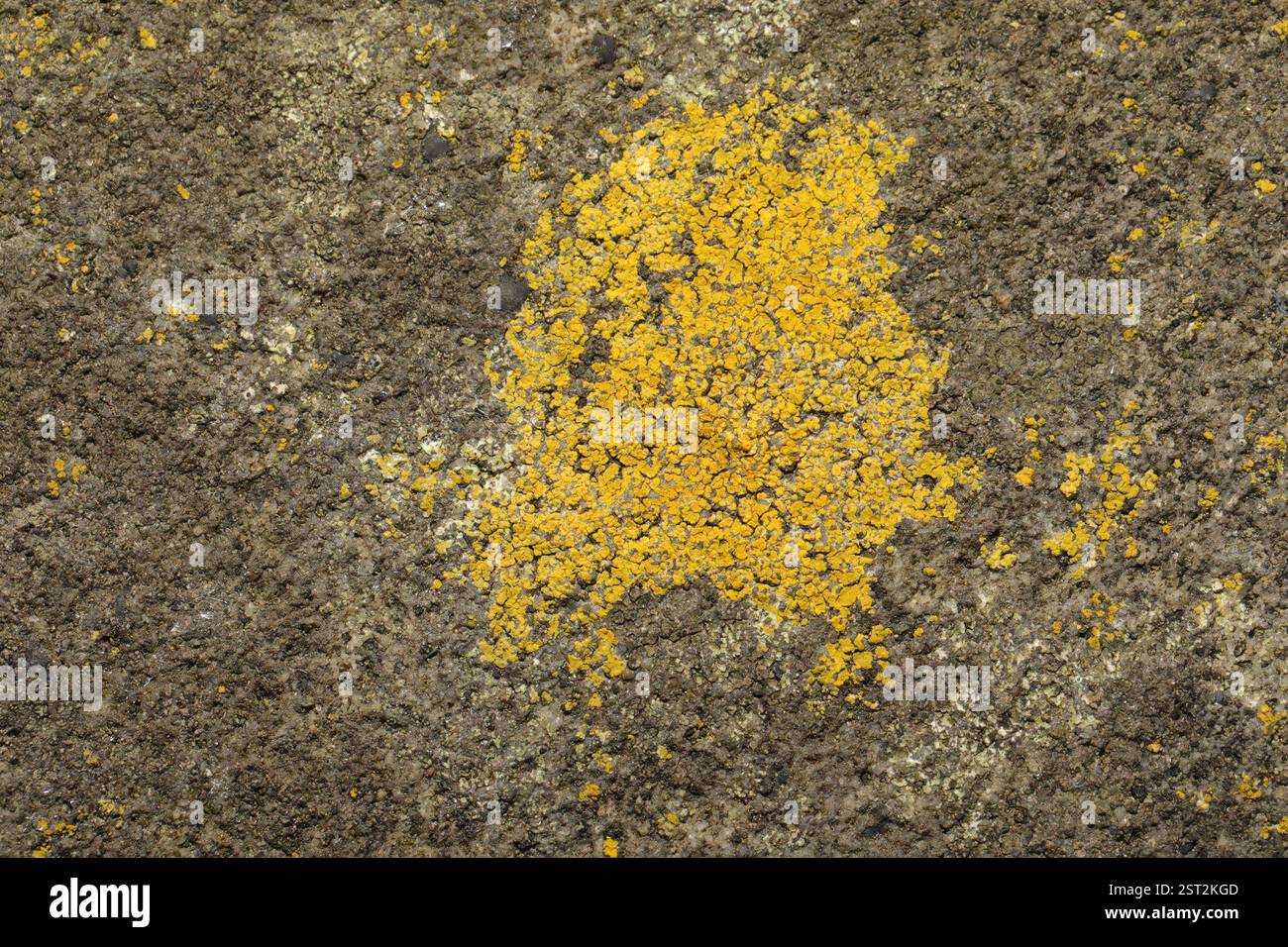 Common Goldspeck (Candelariella vitellina), Fungi, Morley Road ...