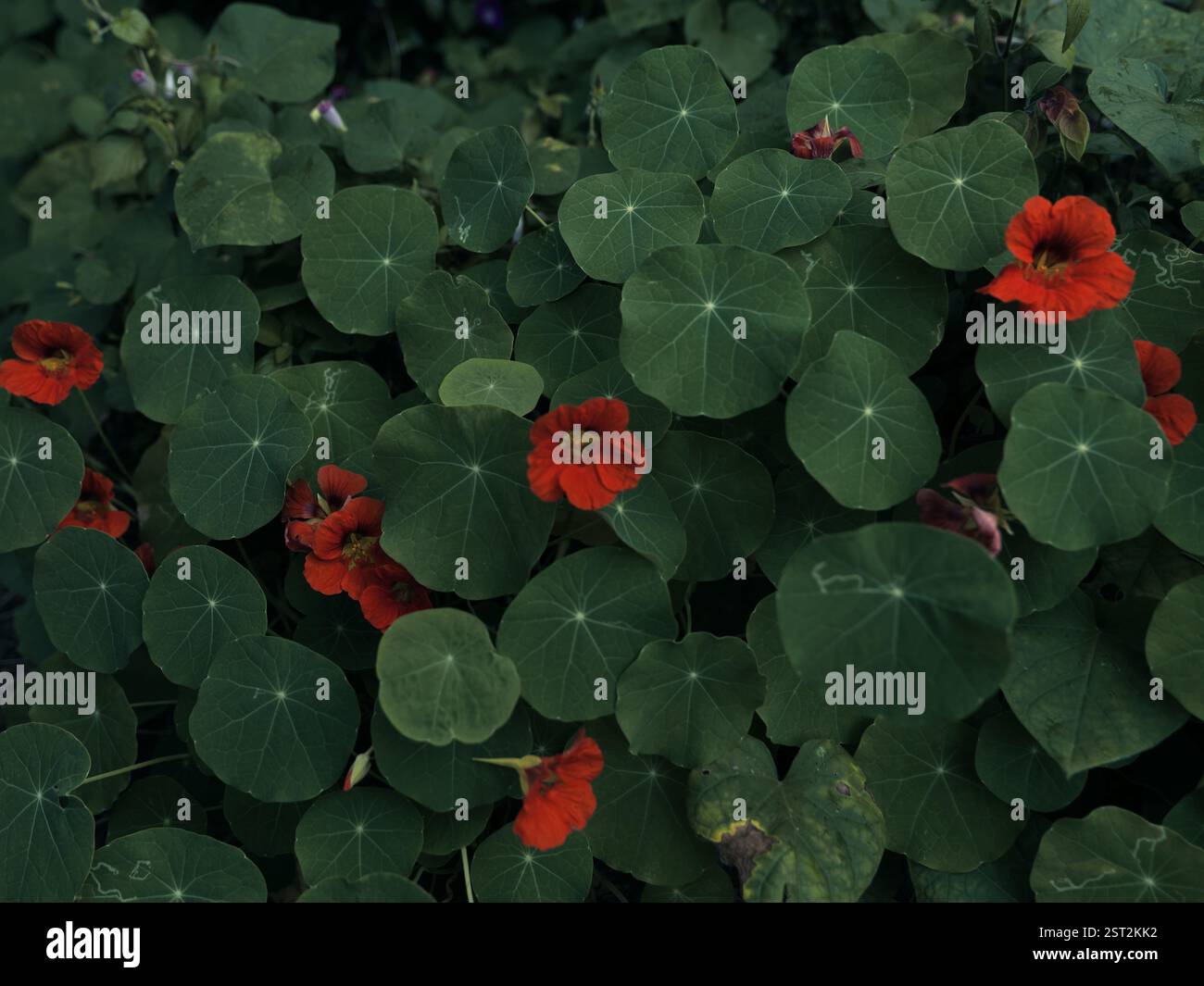 Explosion vibrant red leaves hi-res stock photography and images - Alamy