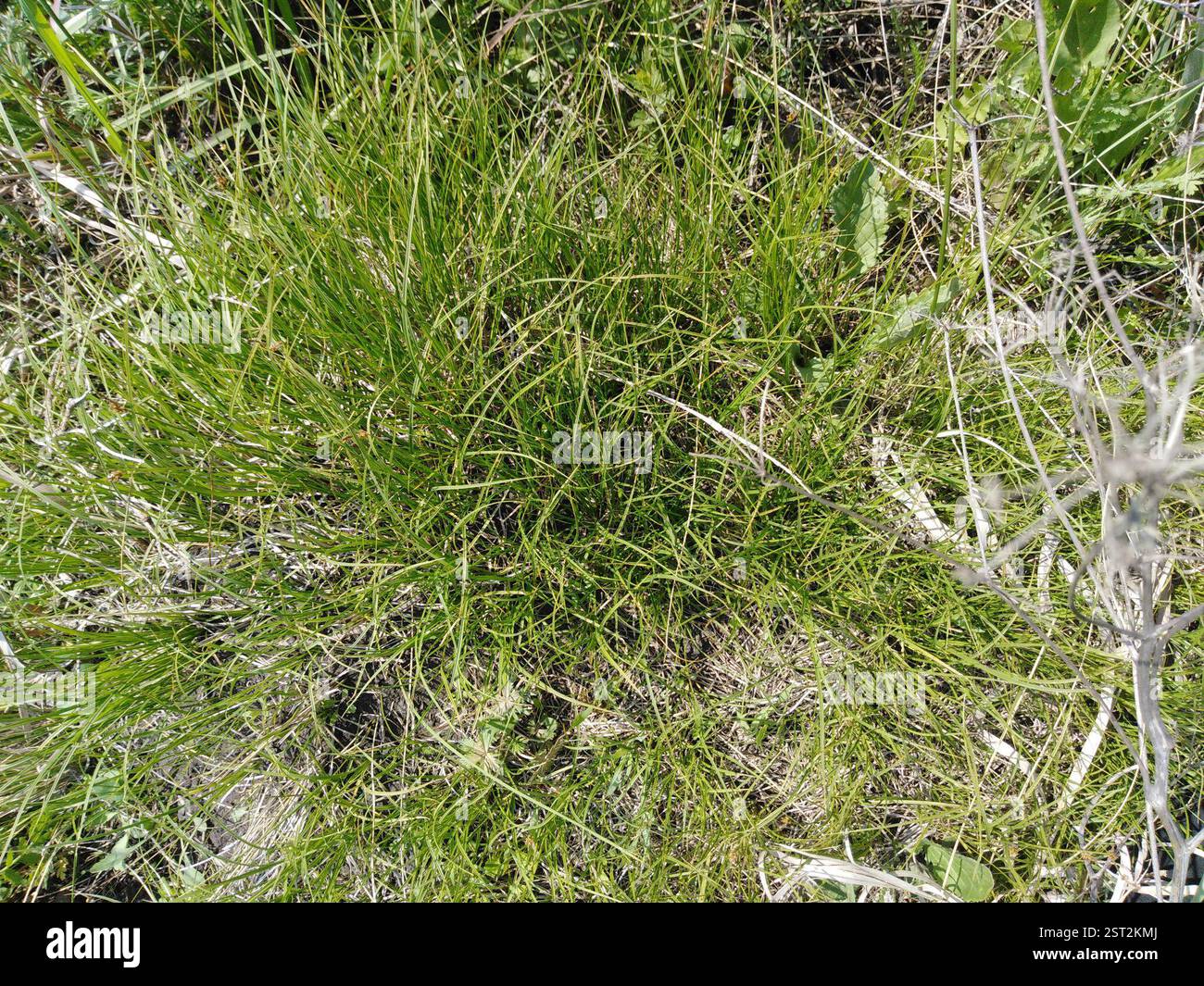 weak arctic sedge (Carex supina), Plantae, Пензенский р-н, Пензенская ...