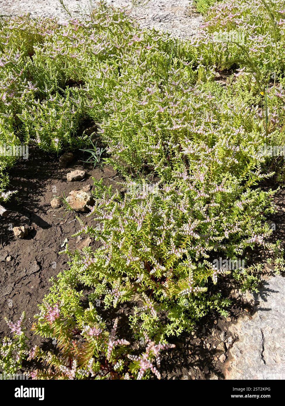 Widow's-cross (Sedum pulchellum), Plantae, Fort Hood, Killeen, TX, US ...