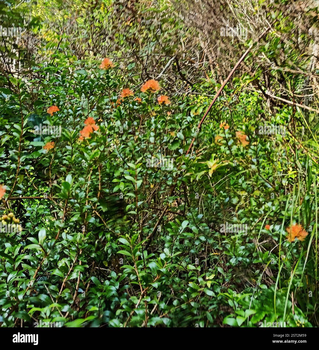 Scarlet rātā vine (Metrosideros fulgens), Plantae, Maungaraki Stock ...