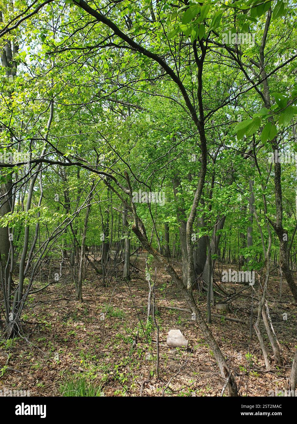 Large-thorn hawthorn (Crataegus macracantha), Plantae, Le Vieux ...