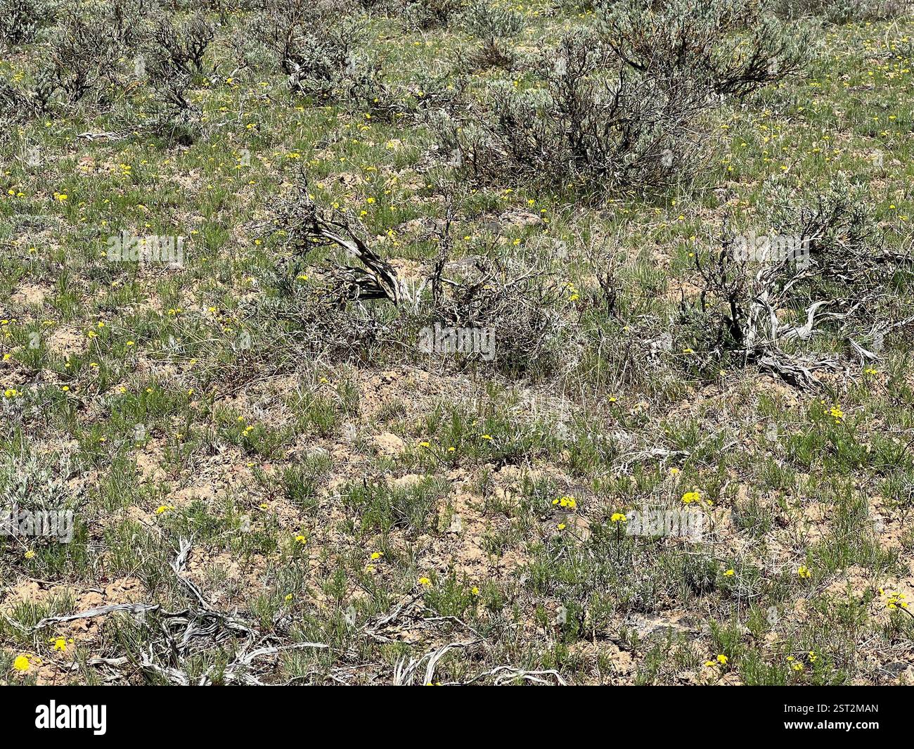 I dissected hi-res stock photography and images - Alamy
