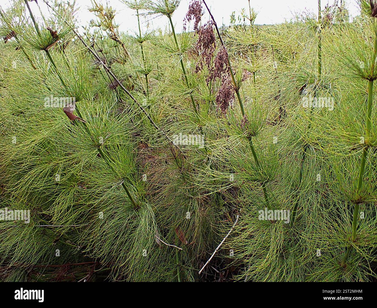 Broom reed (Elegia capensis), Plantae, Grootvadersbosch Garden Route ...