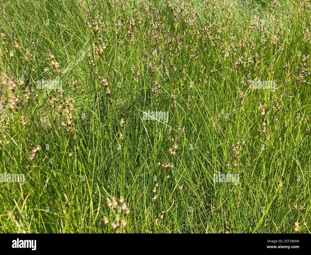 Saltmeadow Rush (Juncus gerardi), Plantae, Sherwood Island, Westport ...