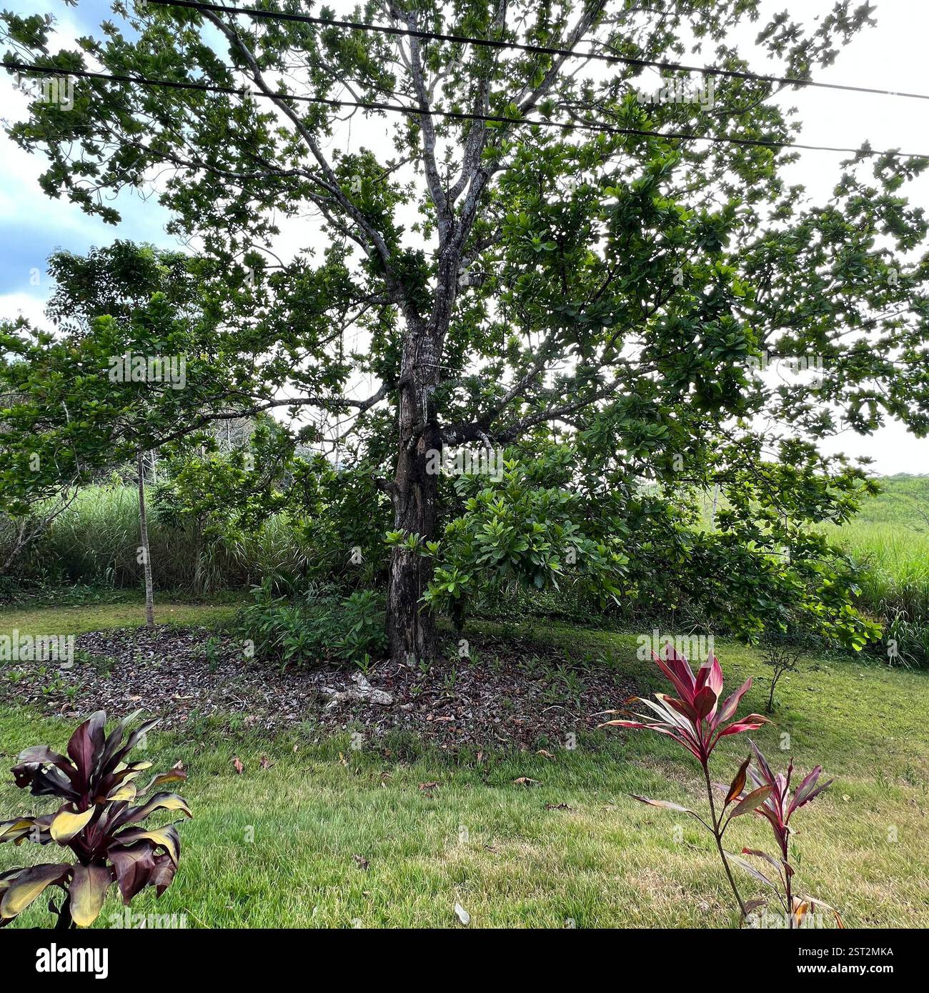 wild cashew (Anacardium excelsum), Plantae, Panama Stock Photo - Alamy