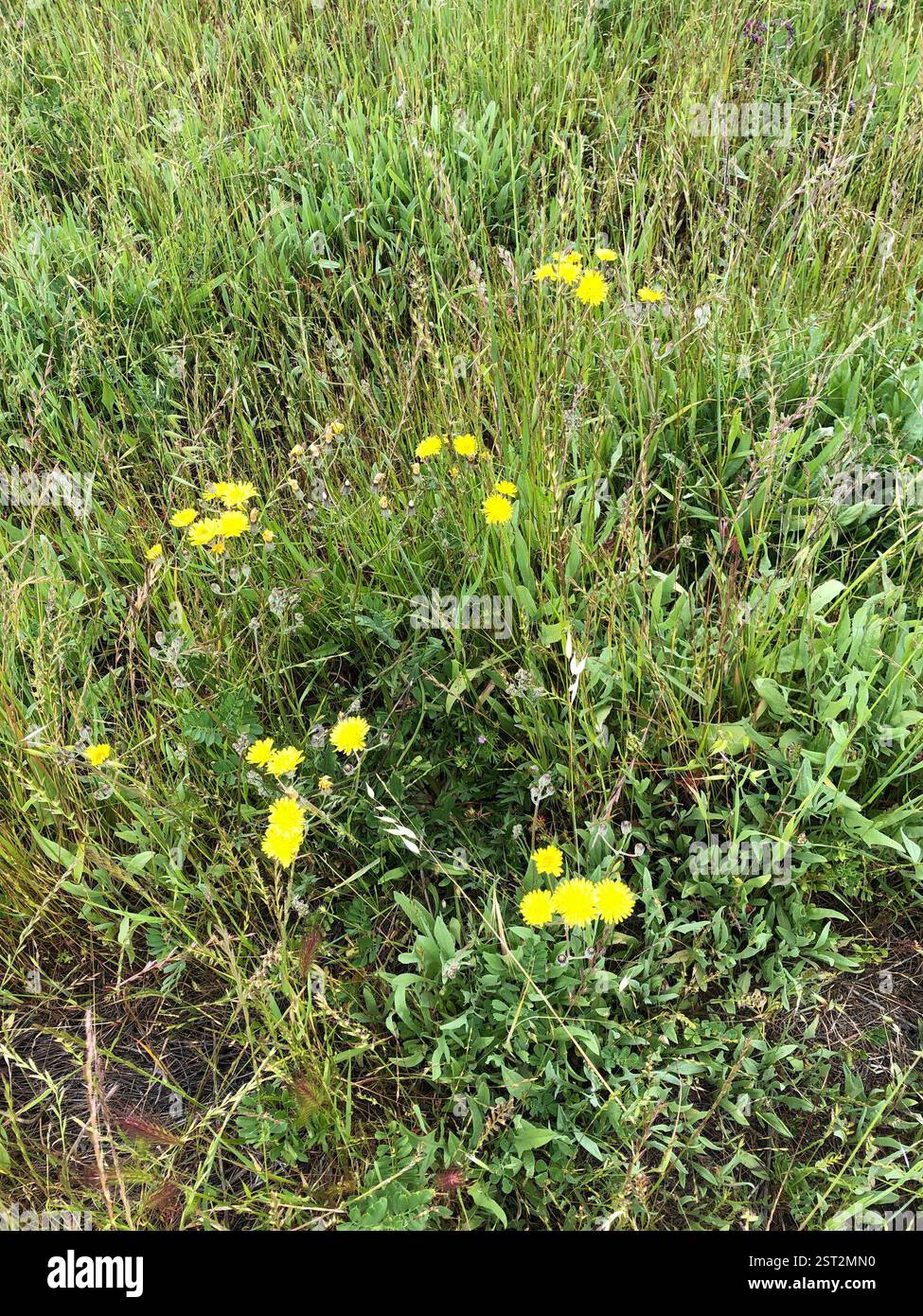 Beaked Hawksbeard (Crepis vesicaria), Plantae, Woodside, CA, US Stock ...