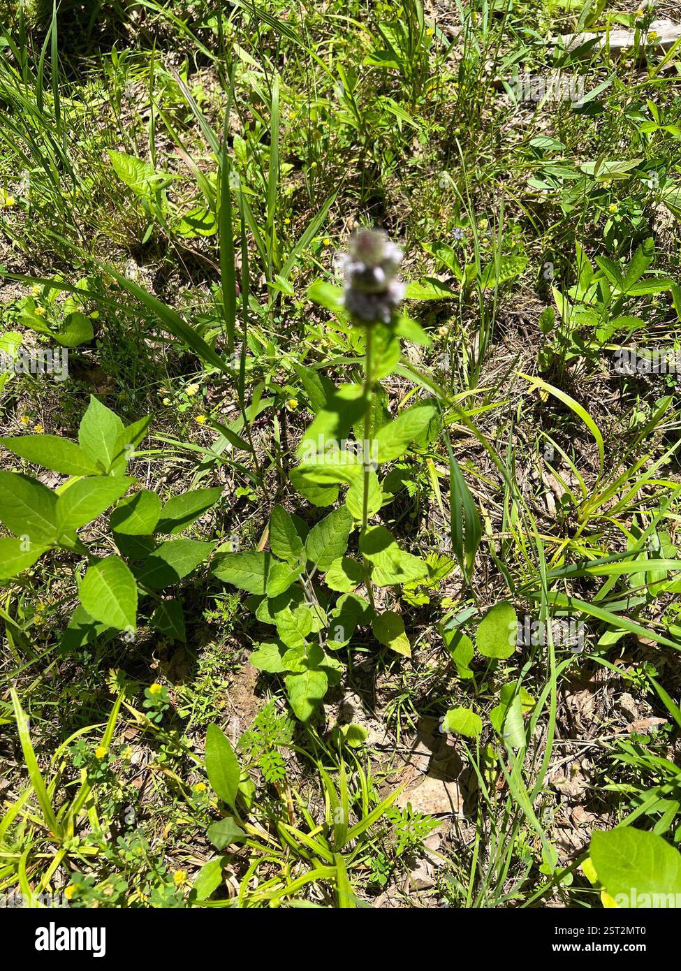 downy pagoda plant (Blephilia ciliata), Plantae, Mark Twain National ...