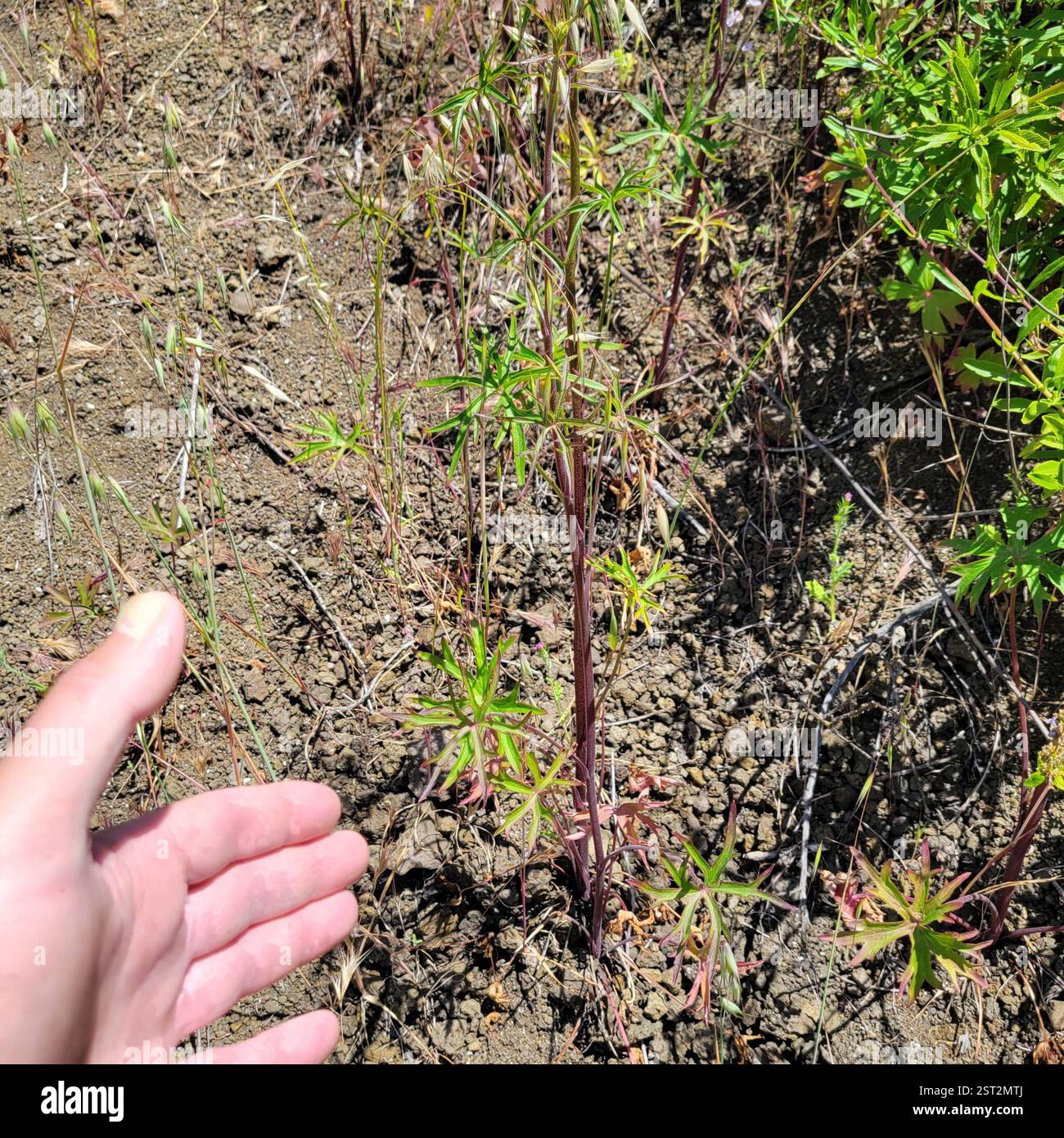 Scarlet Larkspur (Delphinium cardinale), Plantae, Woodland Hills, CA ...