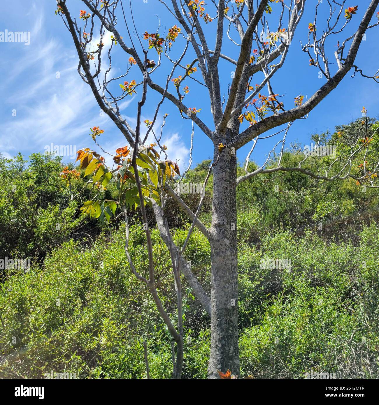 tree-of-heaven (Ailanthus altissima), Plantae, Woodland Hills, CA 91302 ...
