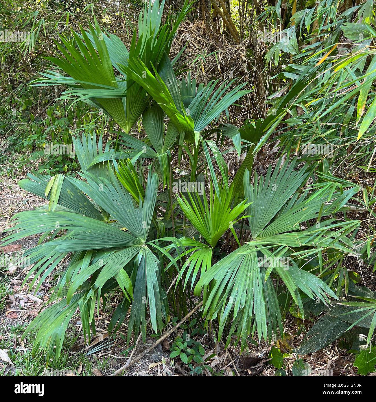 toquilla palm (Carludovica palmata), Plantae, Panama Stock Photo - Alamy