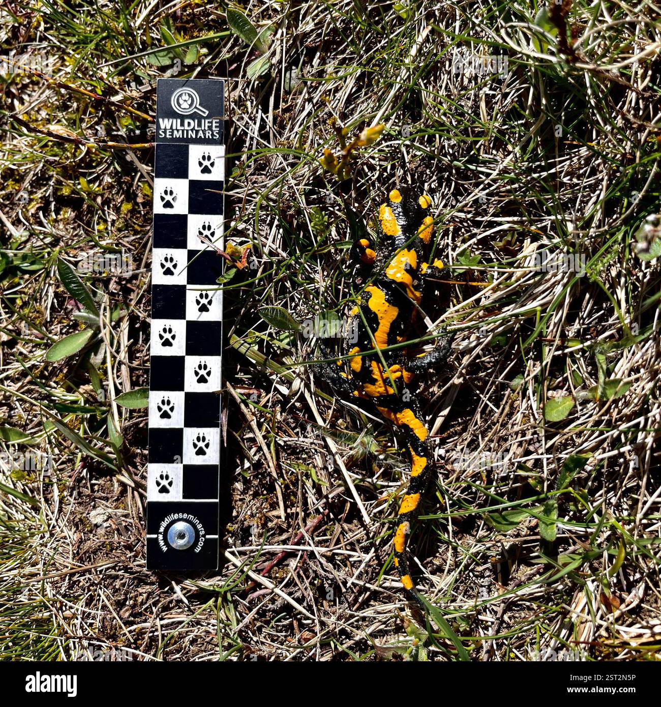 Fire Salamander (Salamandra salamandra), Amphibia, Magóry, Piwniczna ...