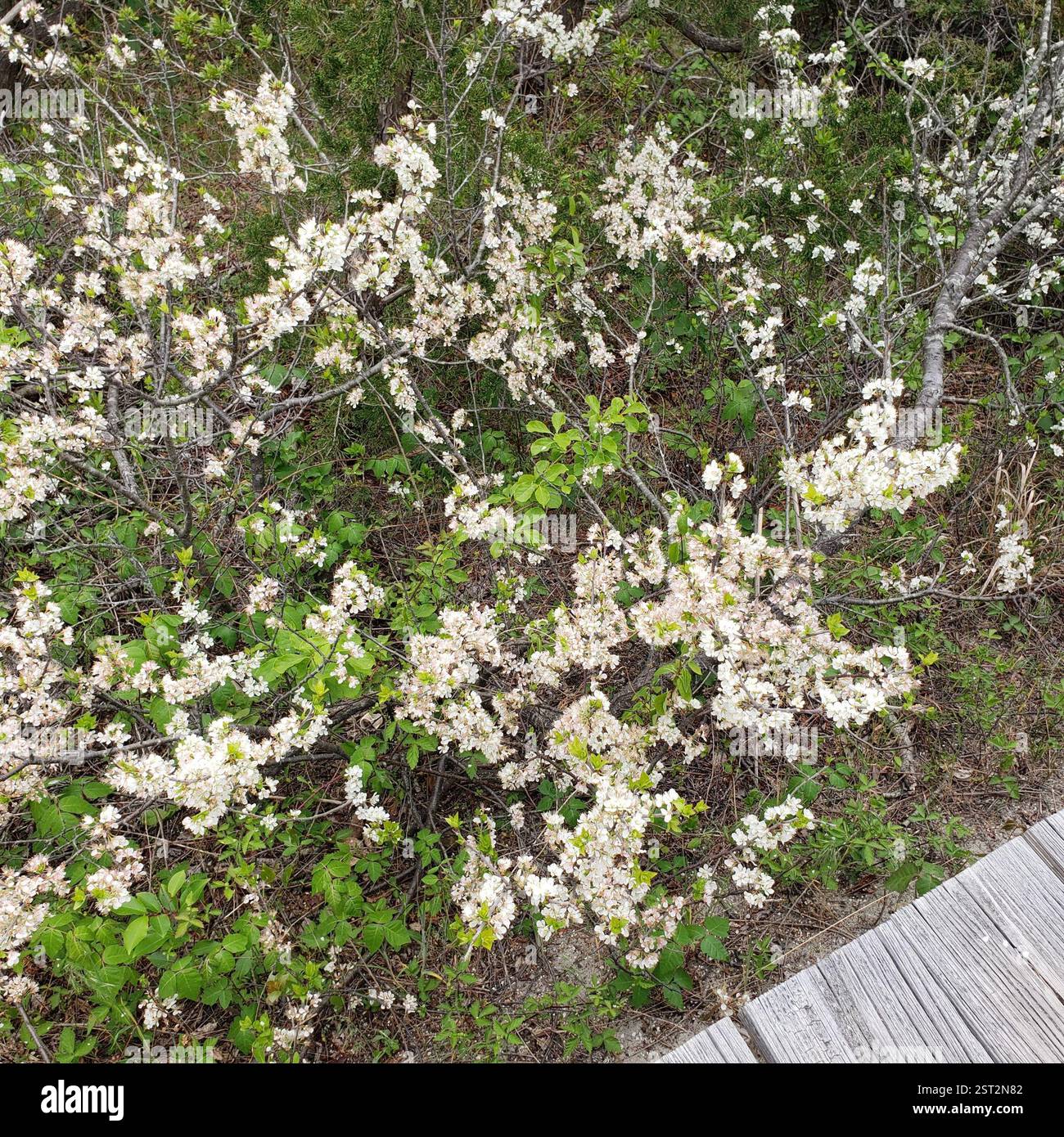 Beach Plum (Prunus maritima), Plantae, Robert Moses State Park, Field 5 ...