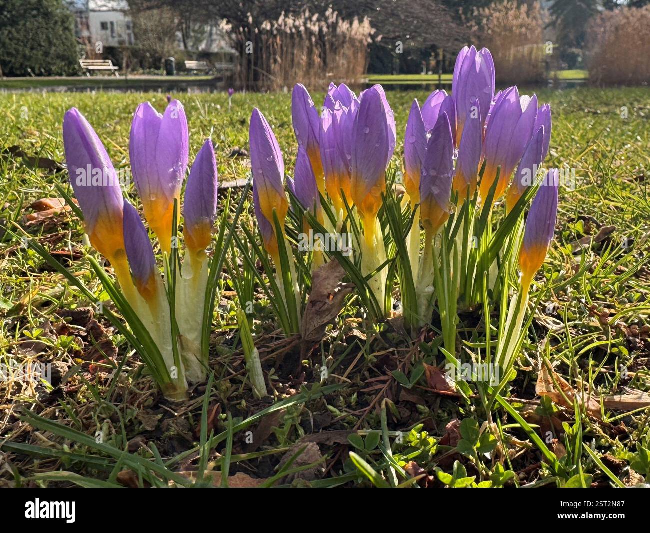 Freiburg, Germany. 13th Feb, 2025. The first crocuses are blooming in Freiburg's city garden ...