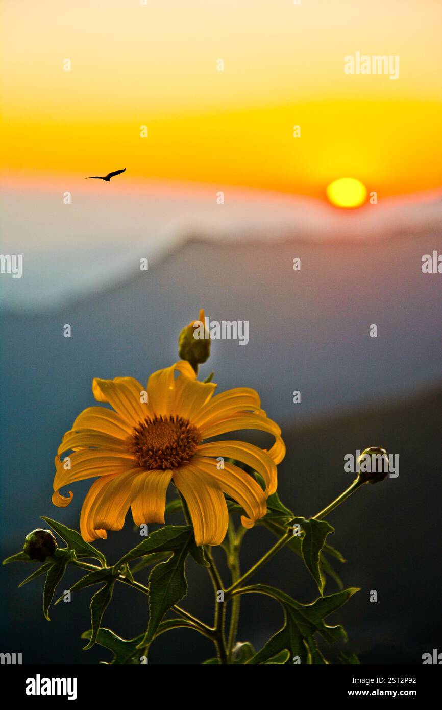 Sunflower in the setting sun with lonely bird flying Stock Photo - Alamy