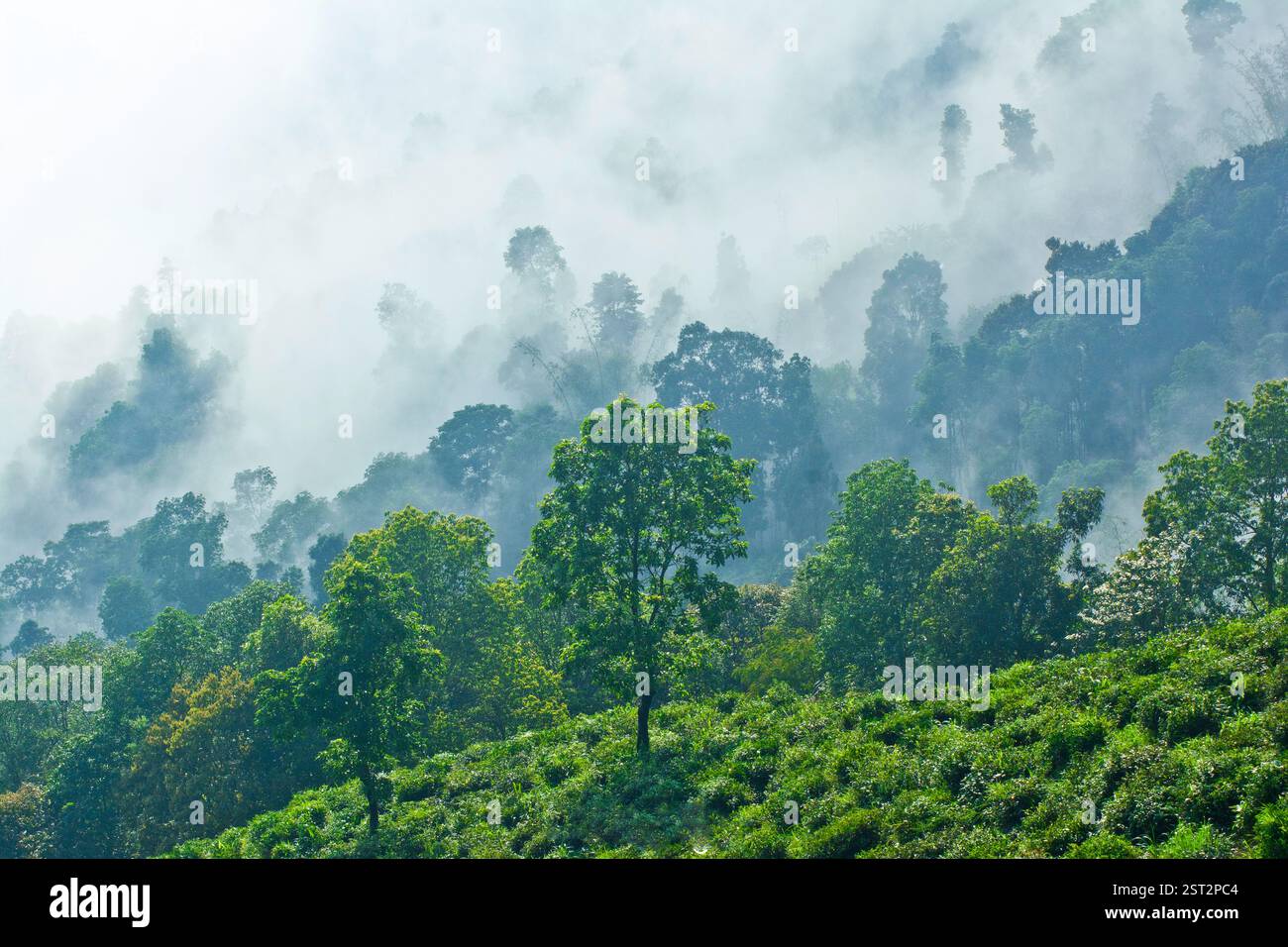 Hills covered with greenery hi-res stock photography and images - Alamy