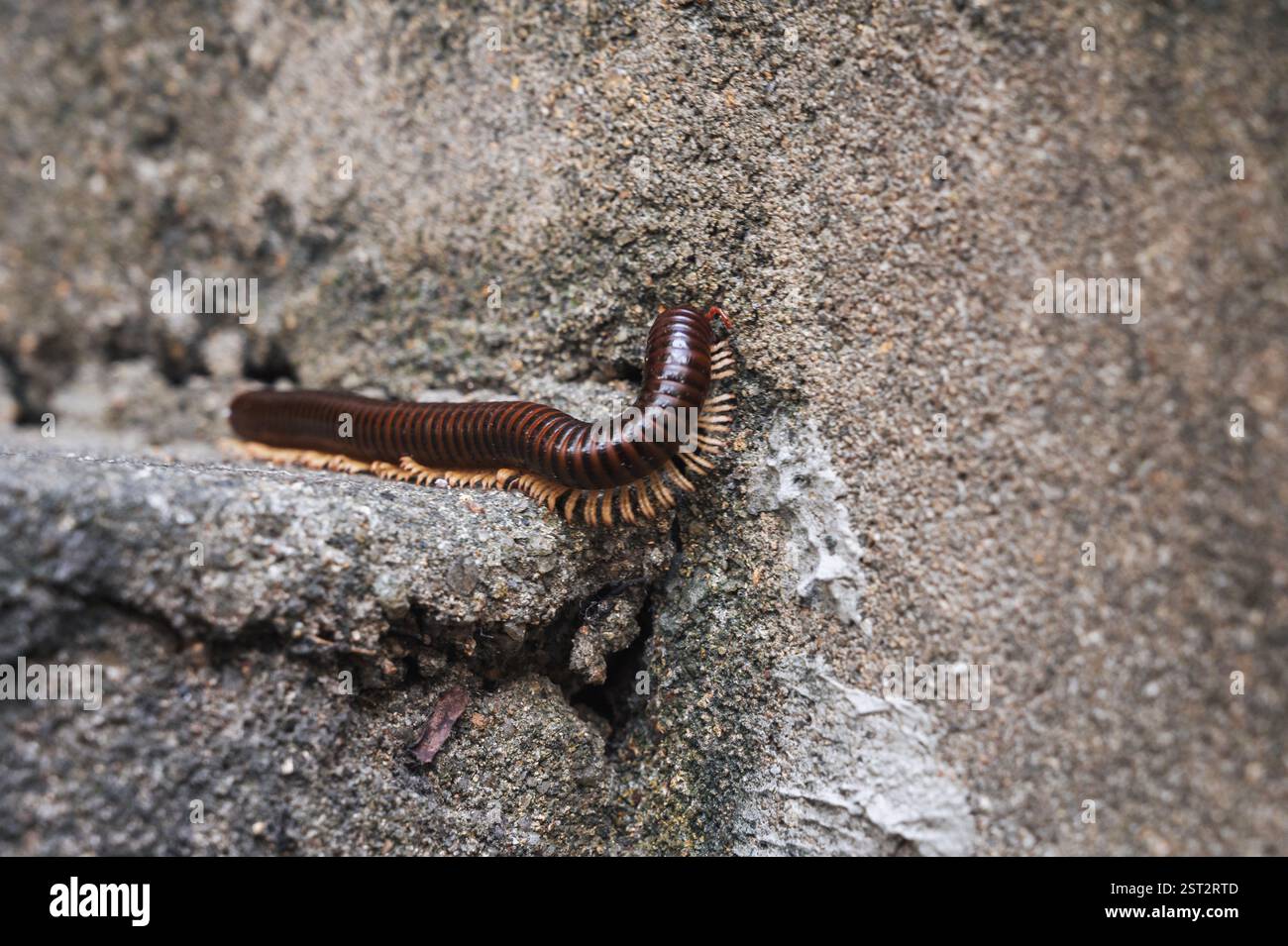 Millipede diplopoda arthropod hi-res stock photography and images - Alamy