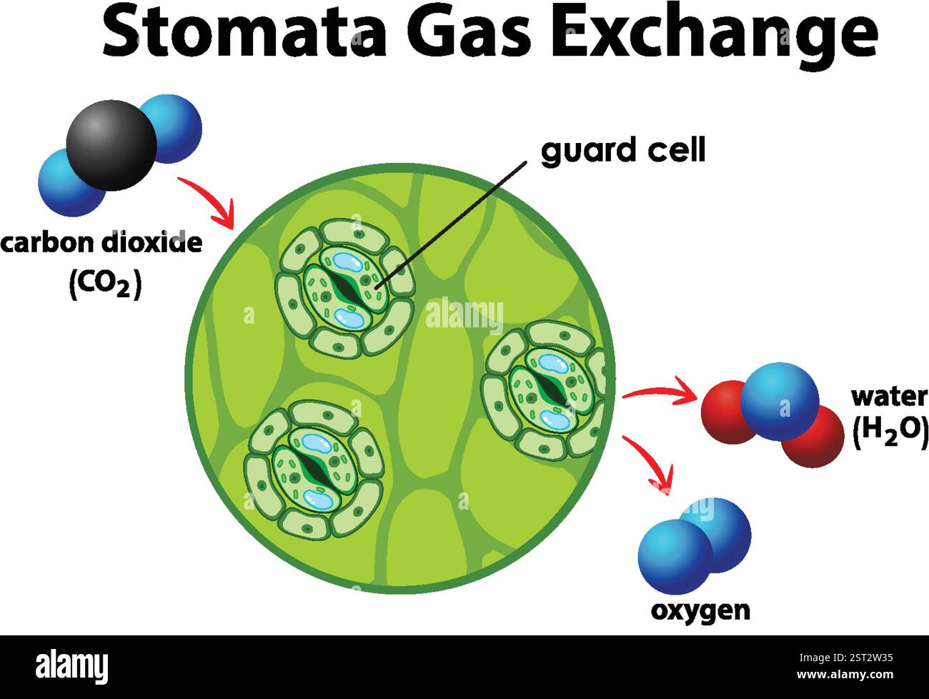 Diagram showing gas exchange in plant stomata Stock Vector Image & Art ...
