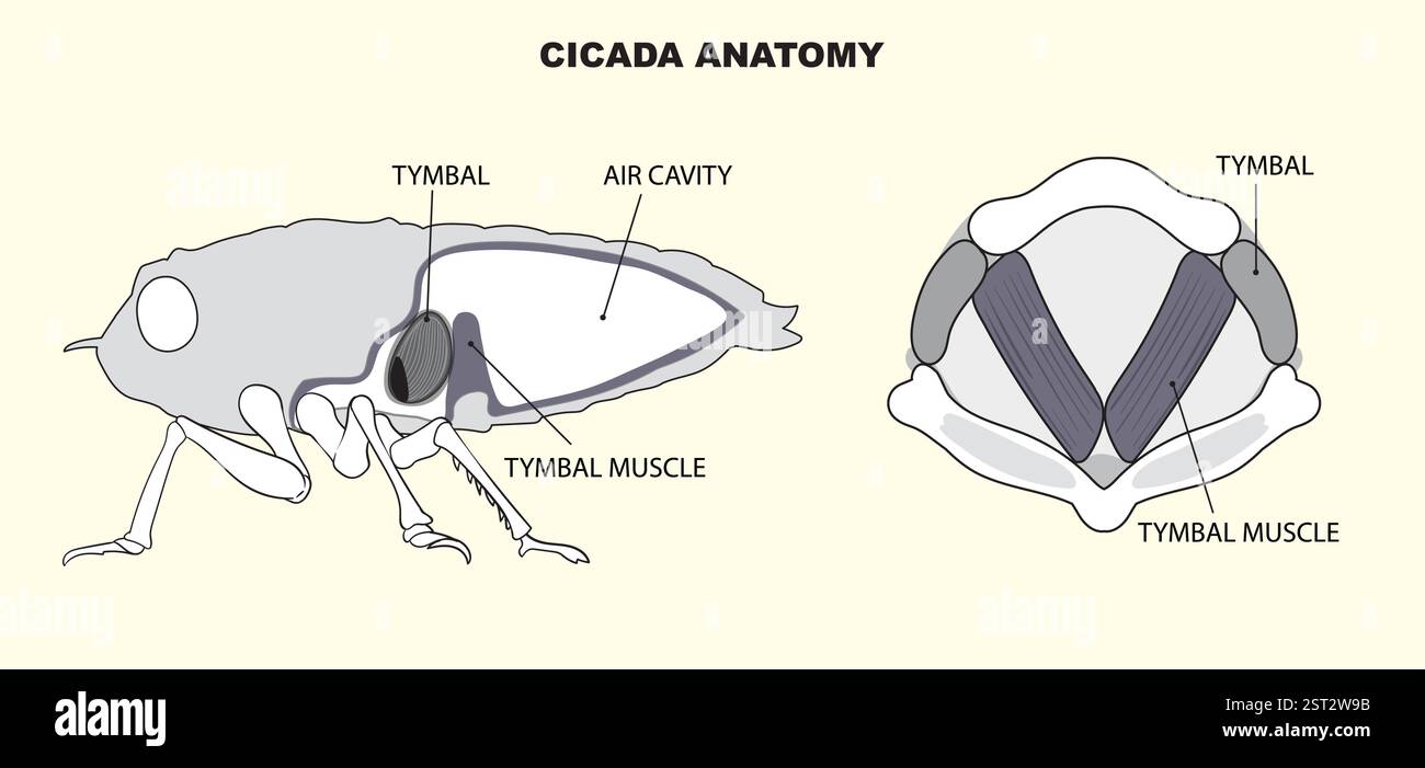 Illustration showing cicada's sound-producing anatomy Stock Vector ...