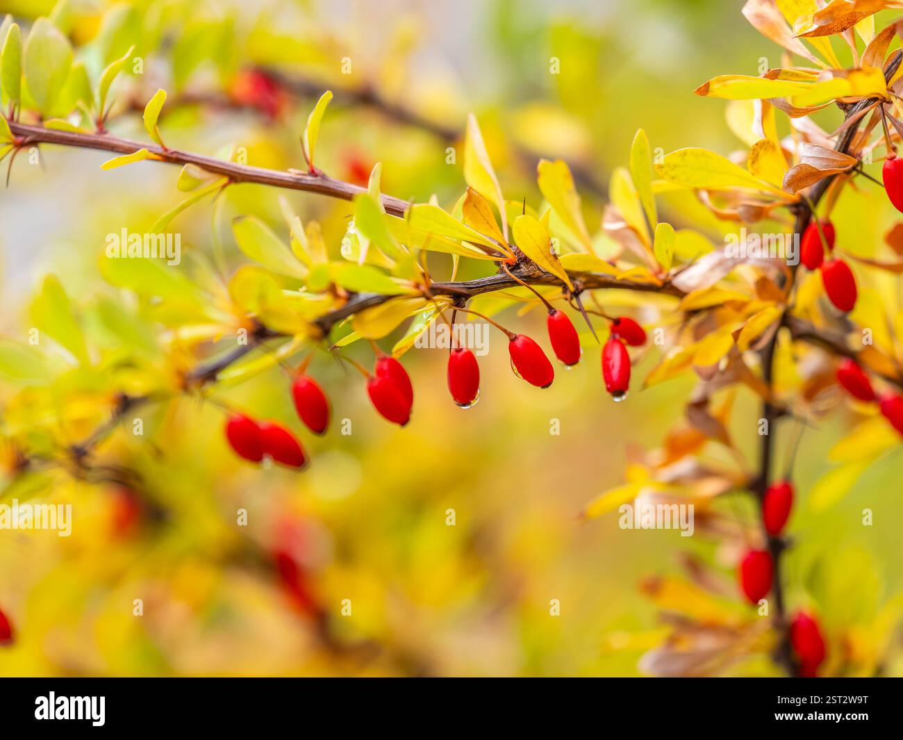 Branches of a barberry Bush with ripe red barberry berries Branches ...