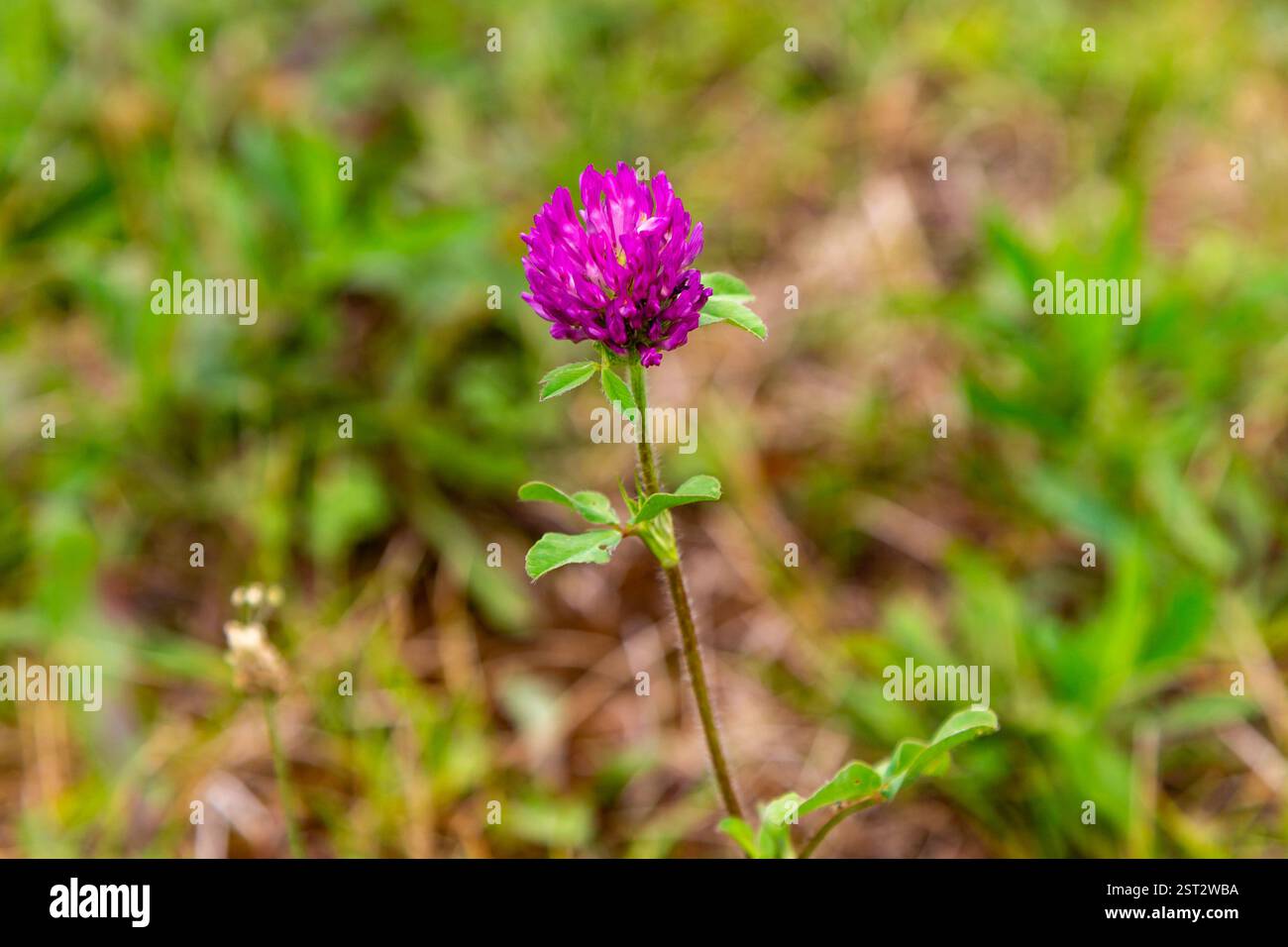 Red clover blooms hi-res stock photography and images - Alamy