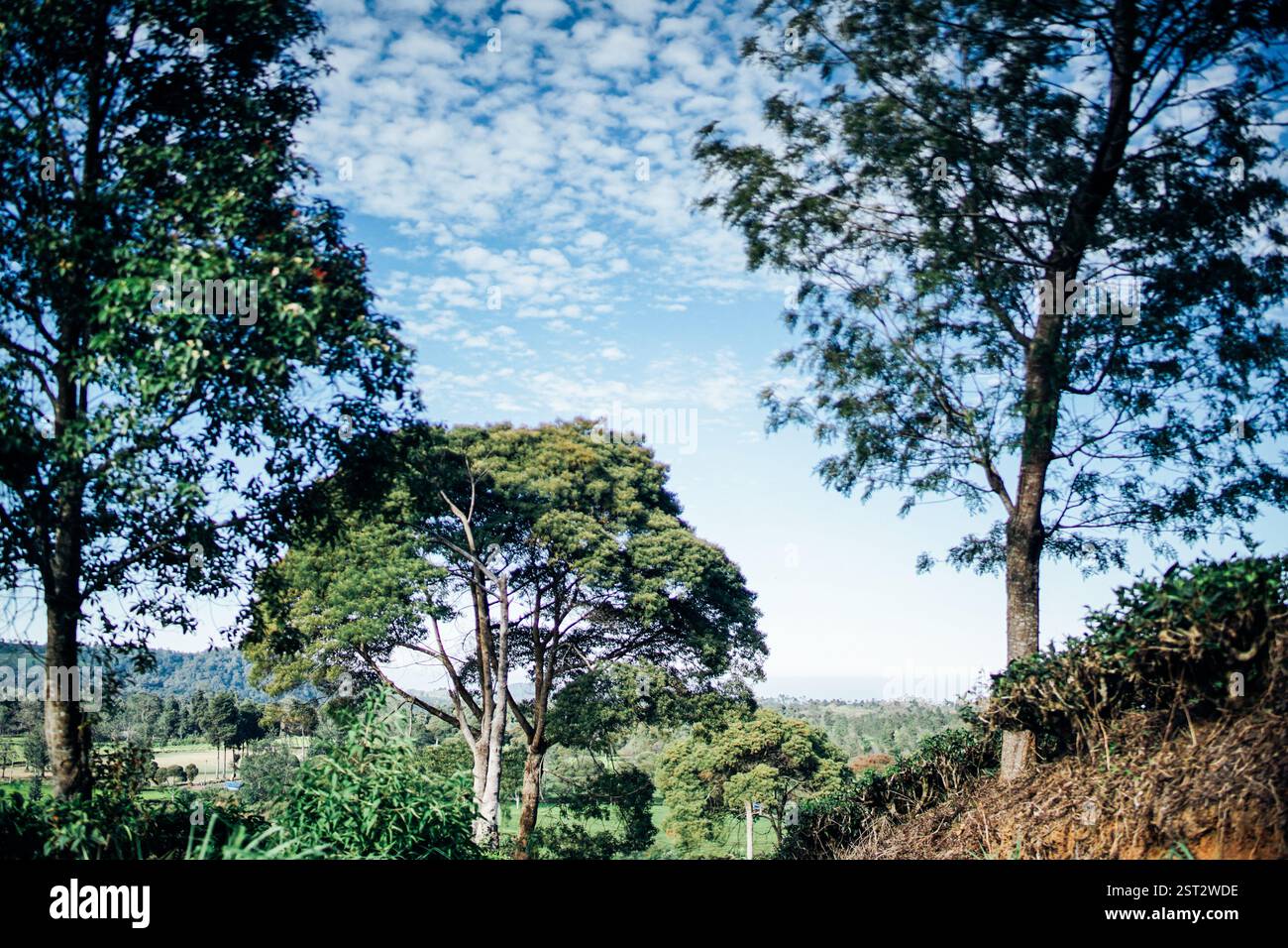 composition of tall trees in tea plantation Stock Photo - Alamy