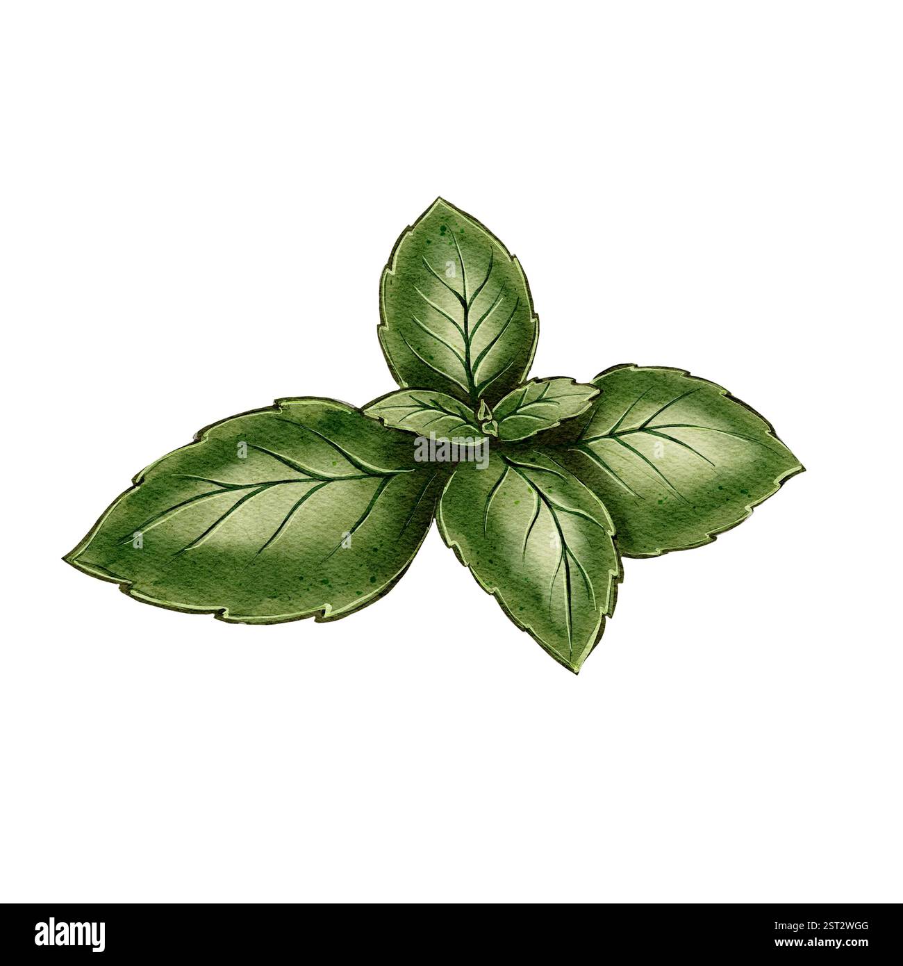 Watercolor illustration of three green basil leaves. A realistic ...