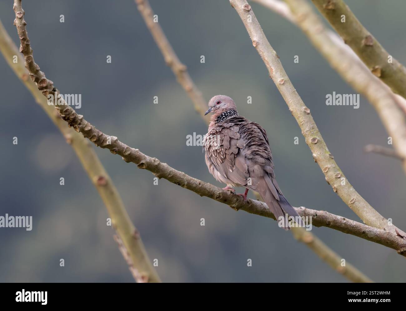 spotted dove (Spilopelia chinensis) is a small long-tailed pigeon that ...