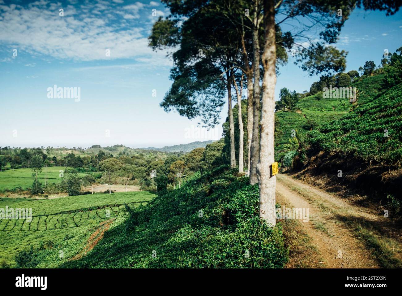 composition of tall trees in tea plantation Stock Photo - Alamy