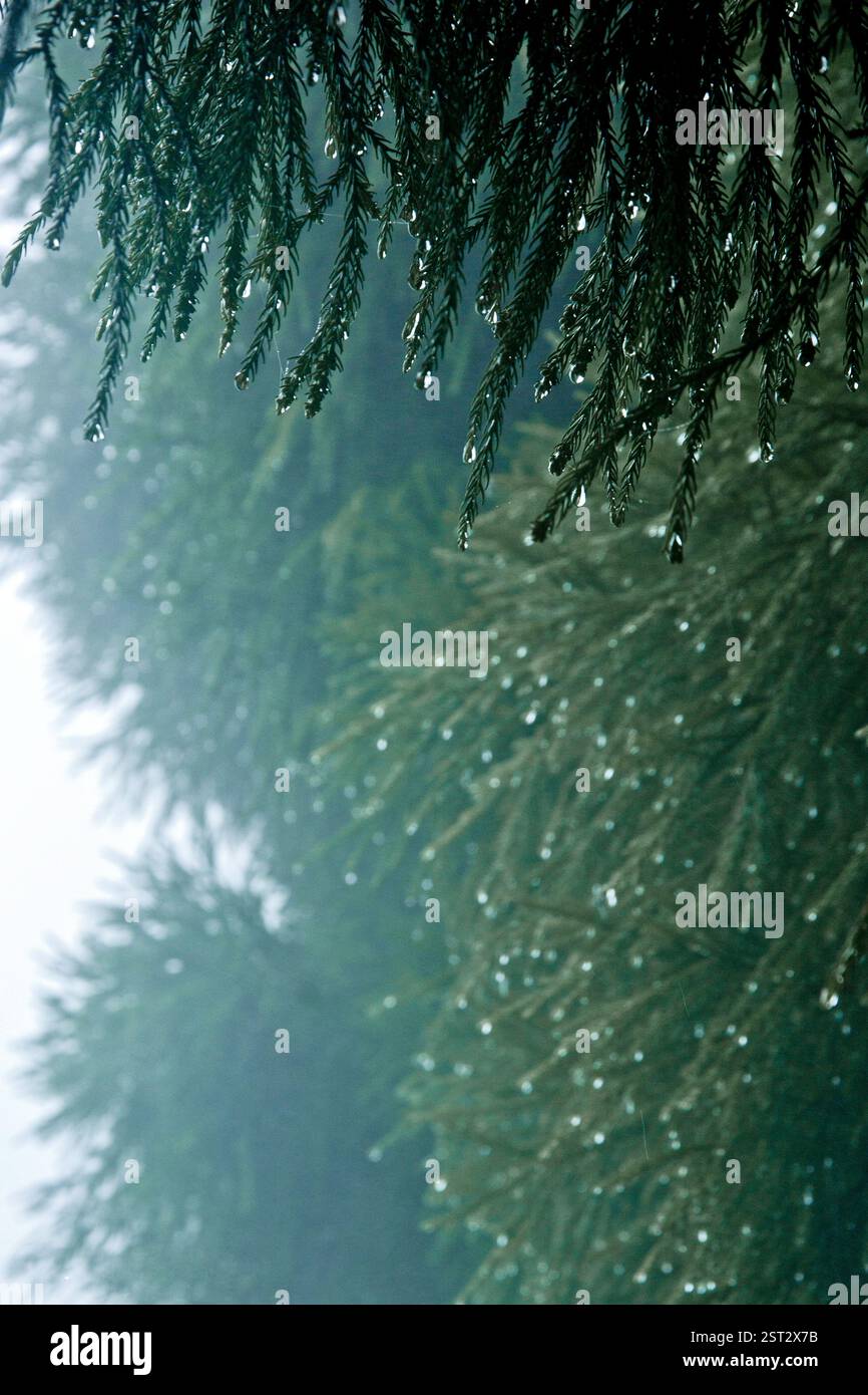 Monsoon photography ideas hi-res stock photography and images - Alamy