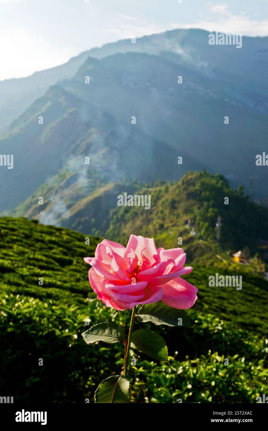 One pink rose endless hi-res stock photography and images - Alamy