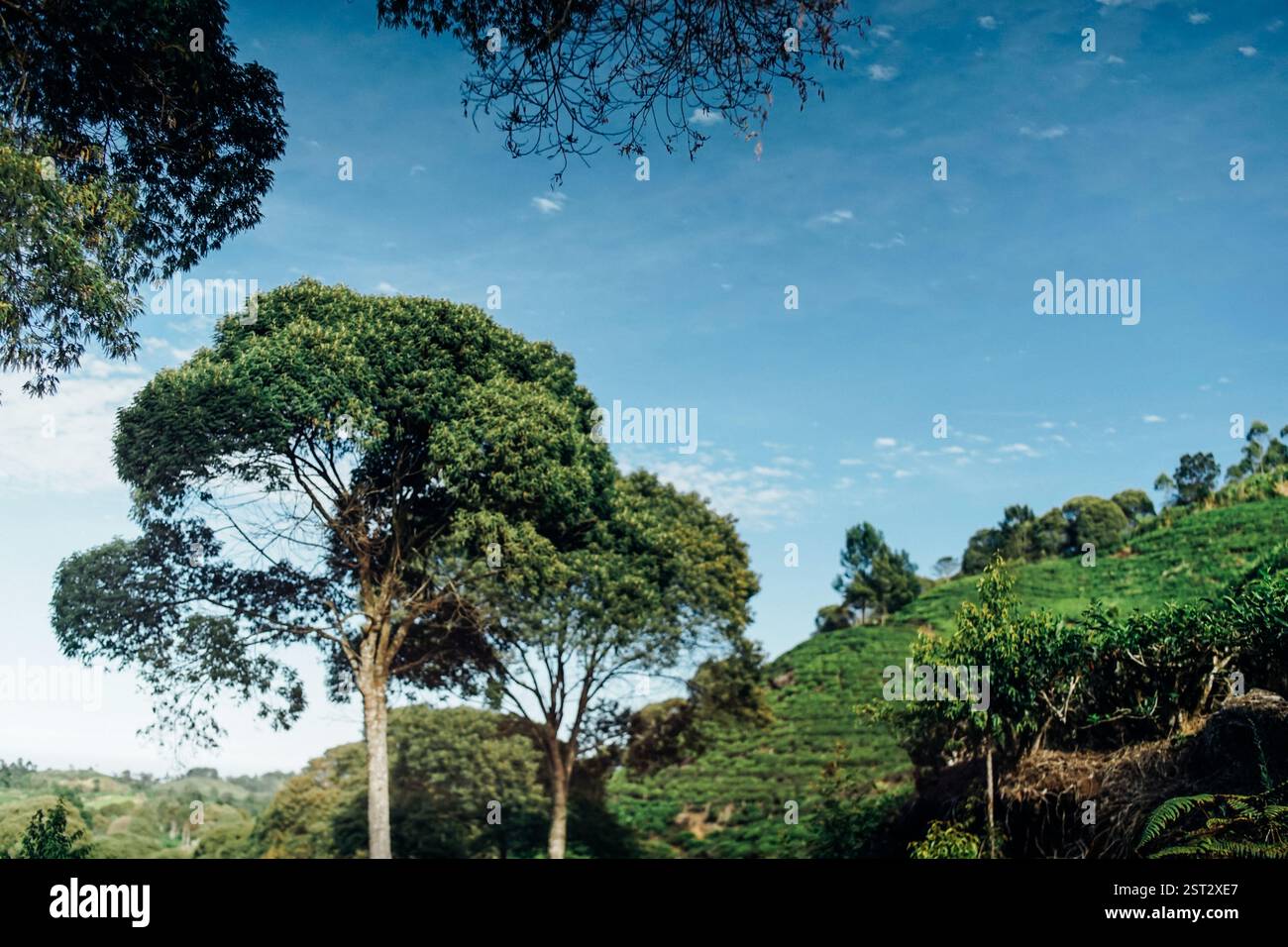 composition of tall trees in tea plantation Stock Photo - Alamy