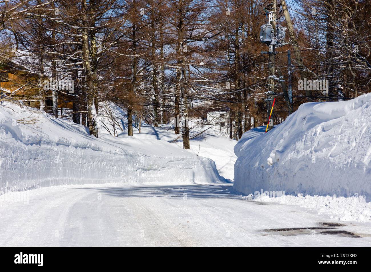 A snow-cleared road through trees on a sunny winters day (Madarao ...
