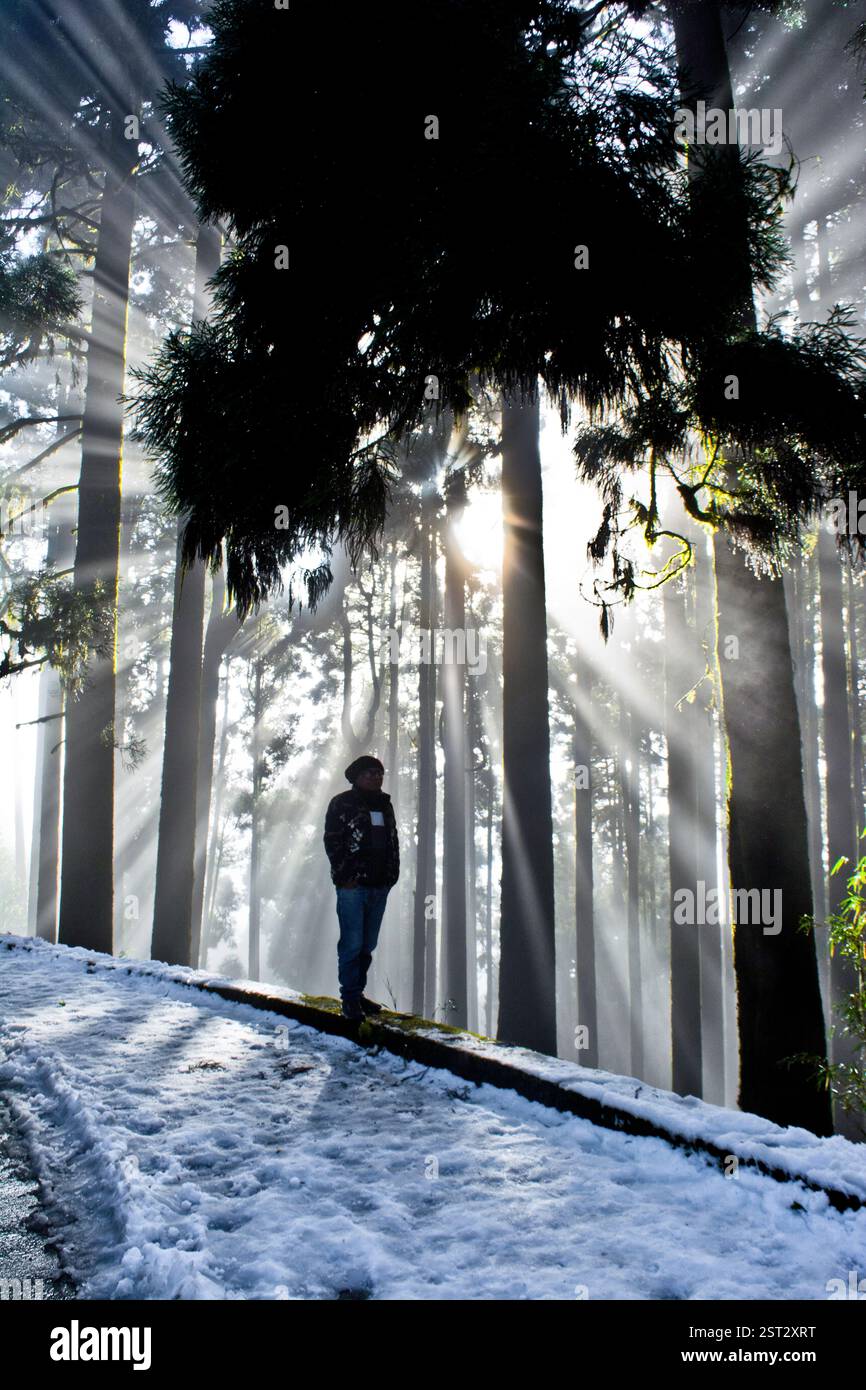 "Alone in the pine forest, he stands still as sun-kissed fog weaves ...