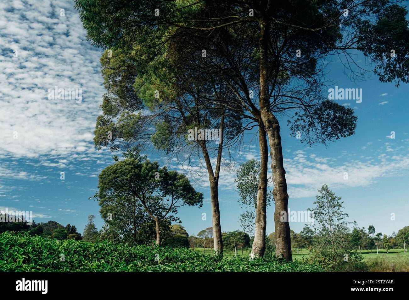 composition of tall trees in tea plantation Stock Photo - Alamy