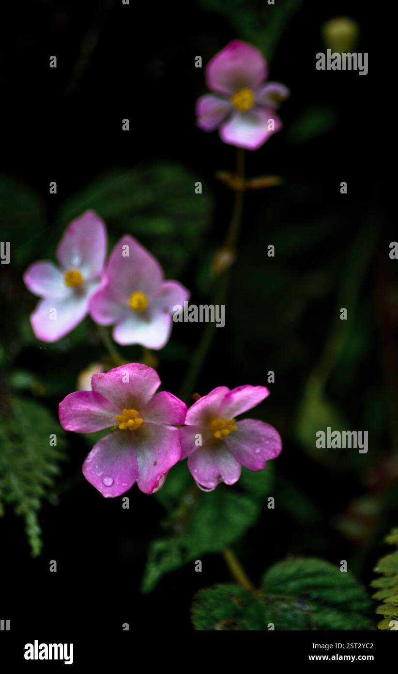 Begonia flowers blooming in hi-res stock photography and images - Alamy