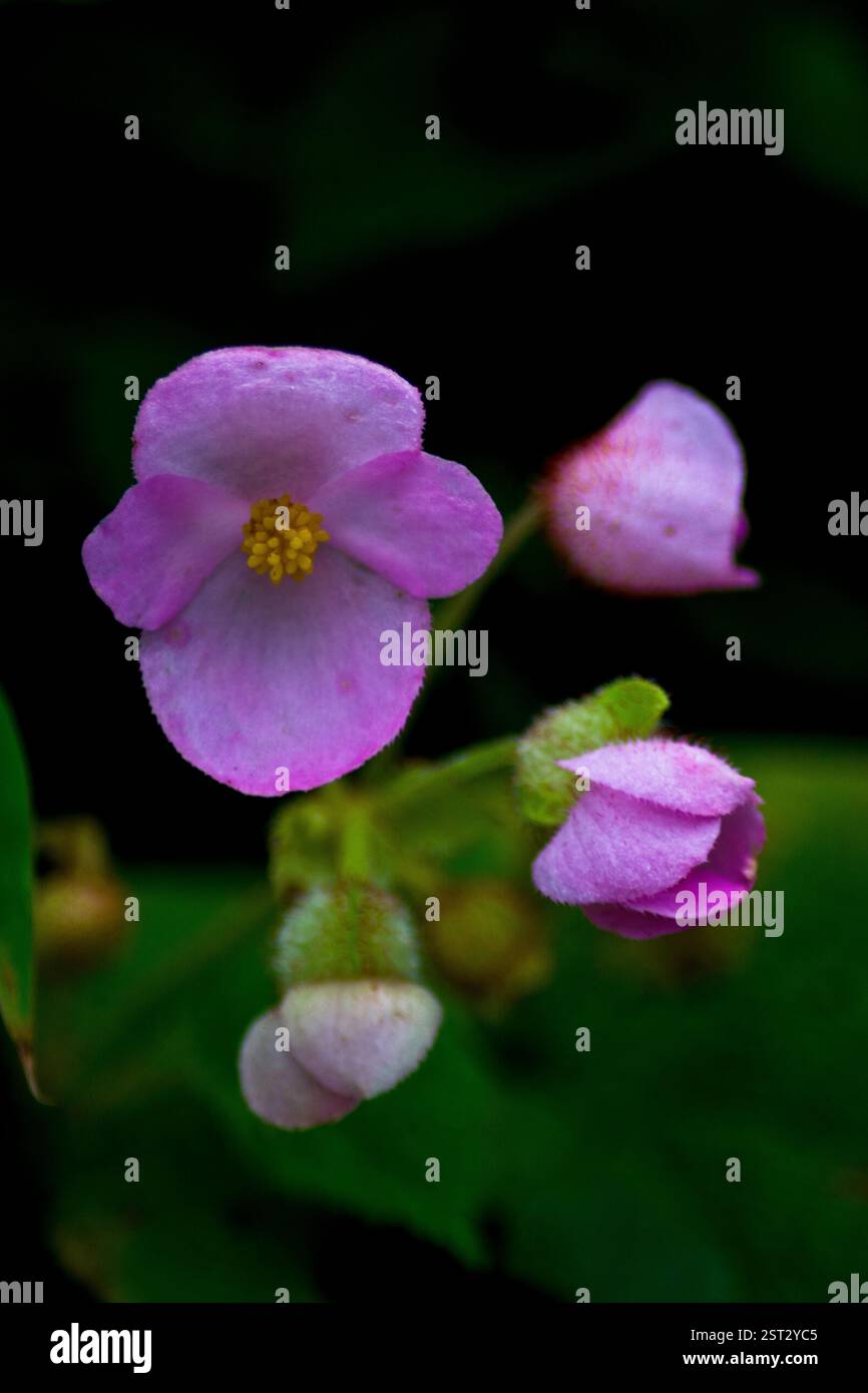 Wild flowers growing in south africa hi-res stock photography and ...