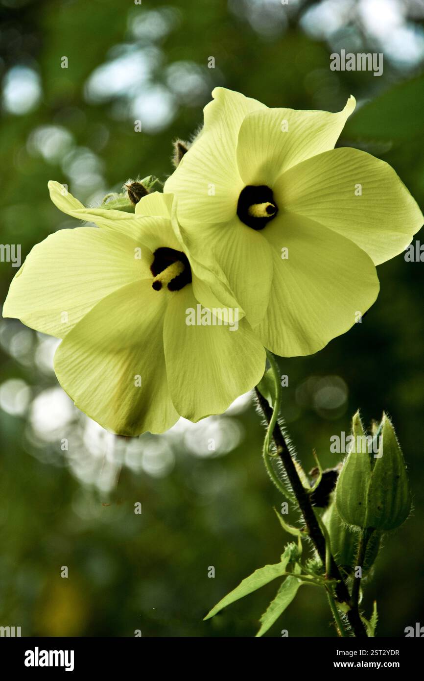 West bengal himalayan flowers hi-res stock photography and images - Alamy