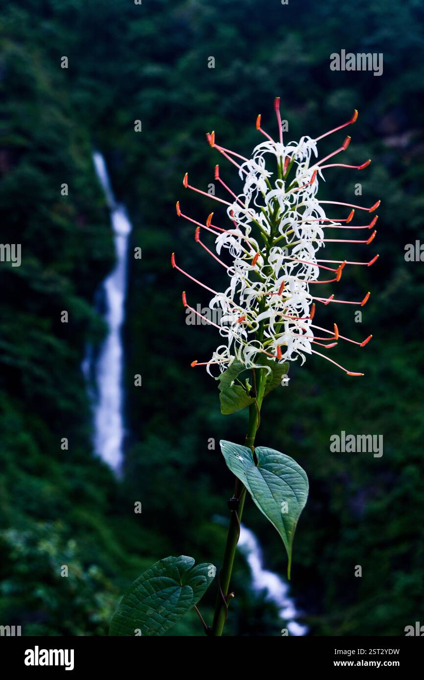Ginger family flowering plants hi-res stock photography and images - Alamy
