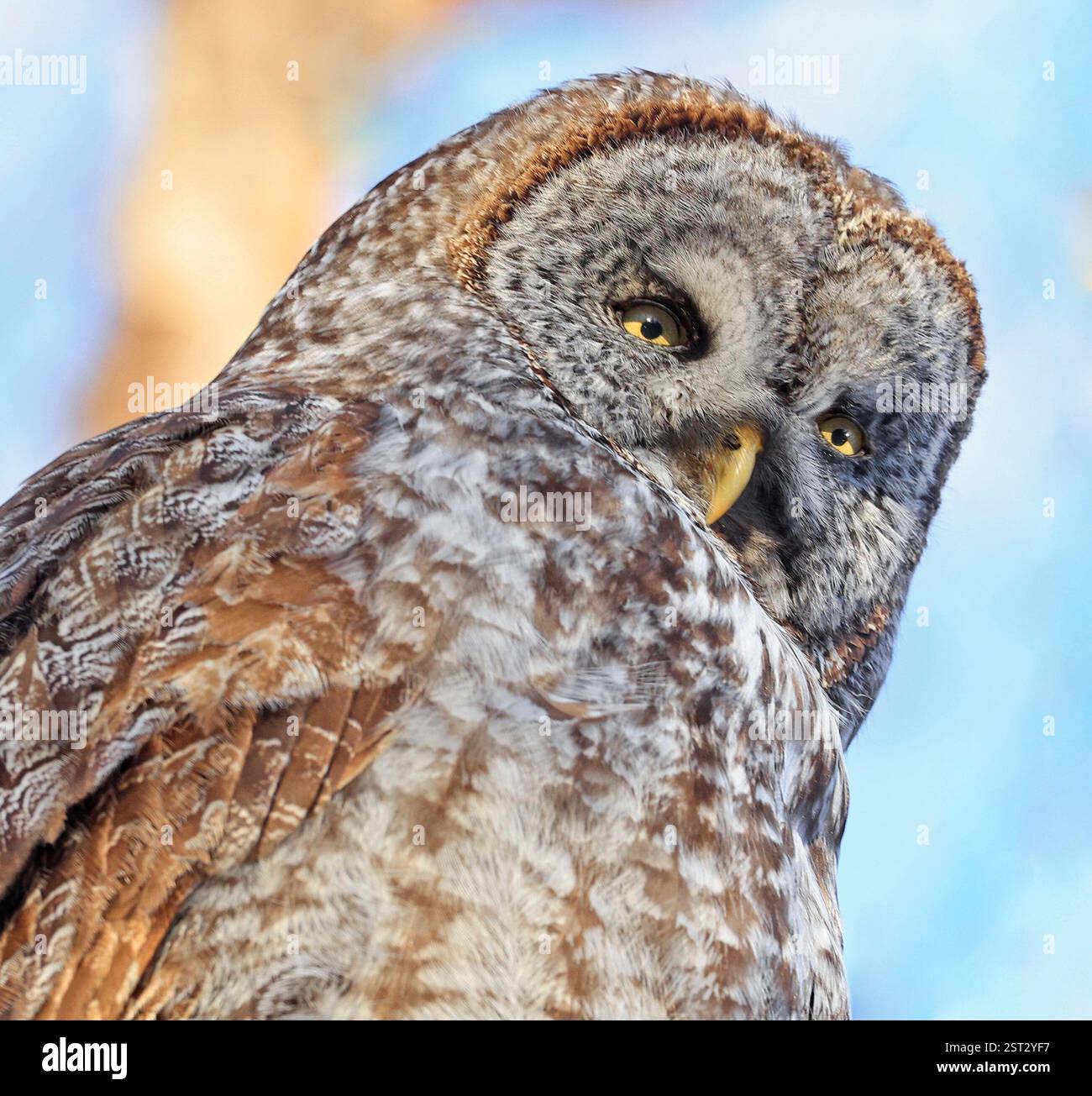 Majestic great grey owl hi-res stock photography and images - Alamy