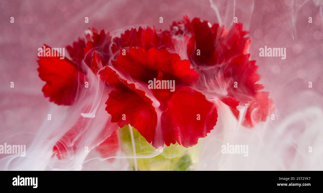 Wave fog. Carnation flower. Liquid white paint swirl explosion water on ...