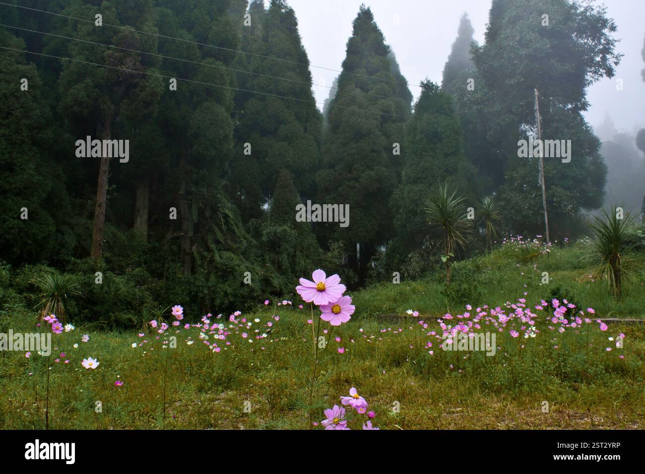 Cosmos flowering by the side of pine trees Stock Photo - Alamy