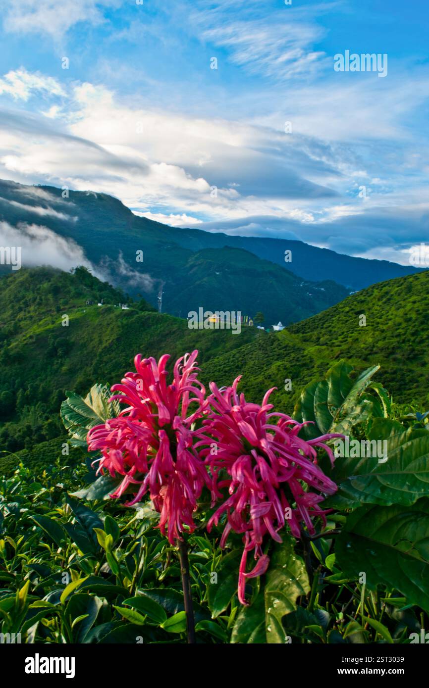 Anti inflammatory compounds plants hi-res stock photography and images ...