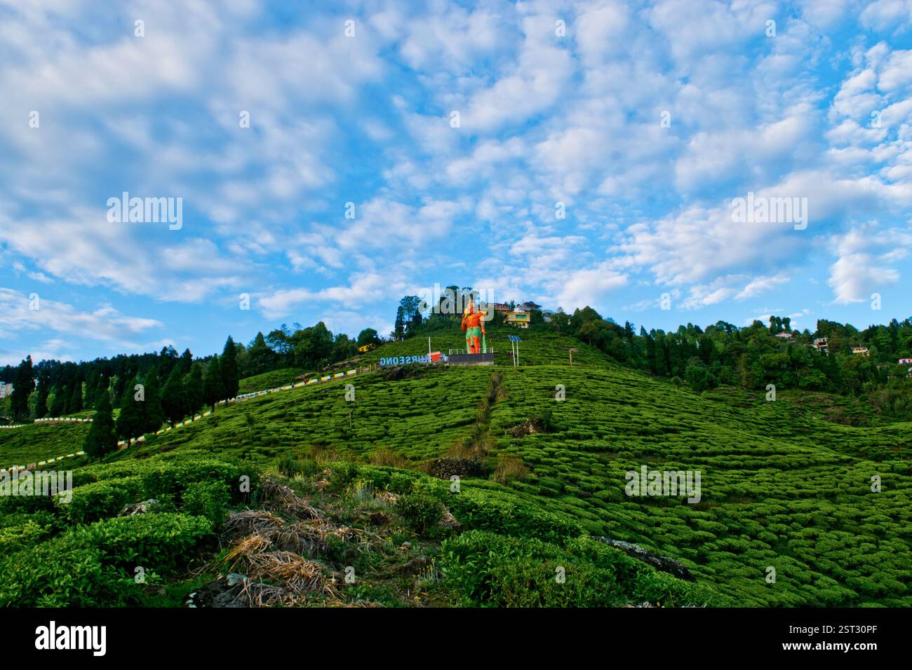 Panoramic green tea garden hi-res stock photography and images - Alamy