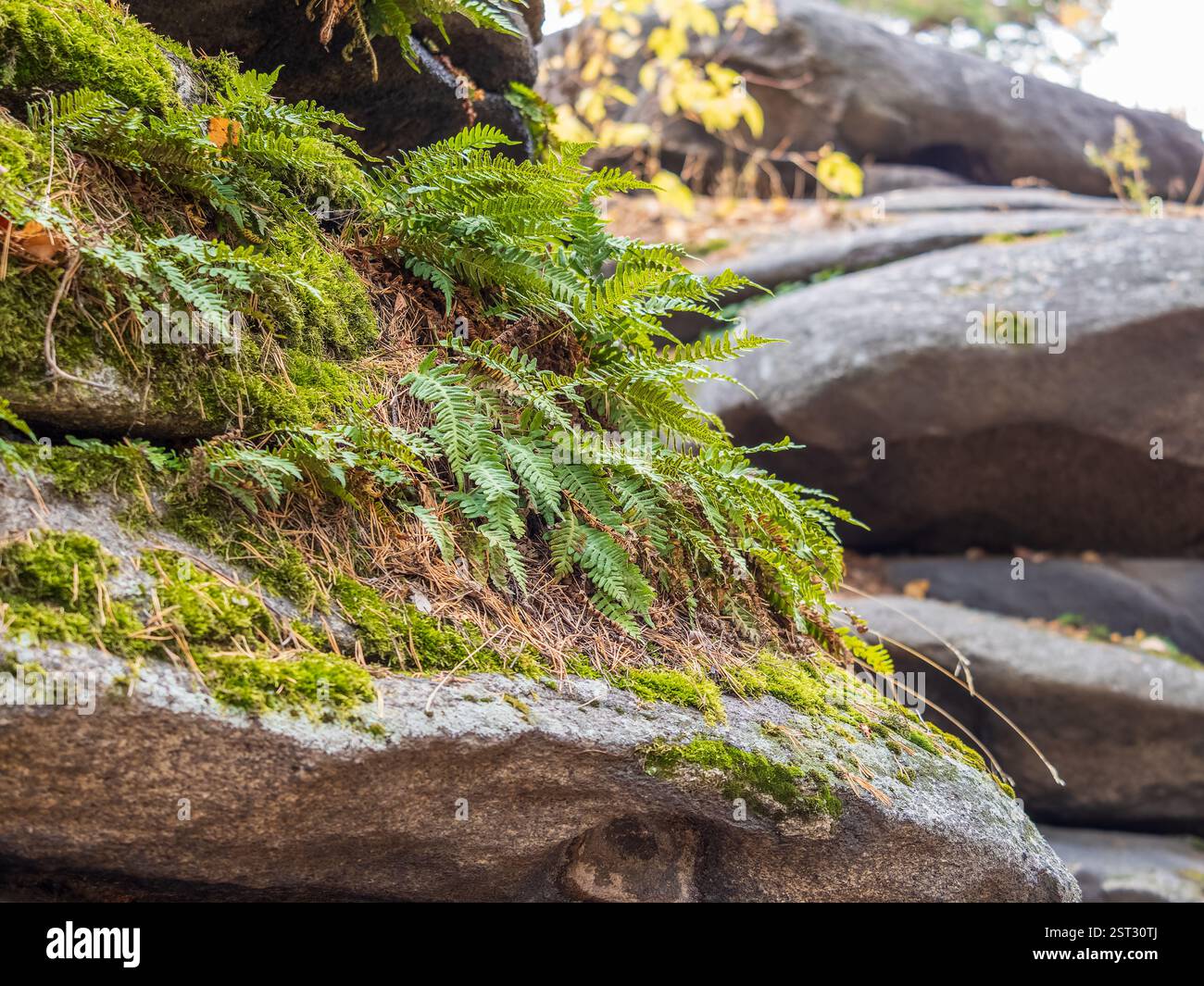 Common polypody fern Polypodium vulgare grows among thick moss ...