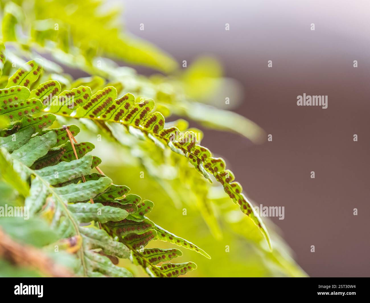 Common polypody fern Polypodium vulgare grows among thick moss ...