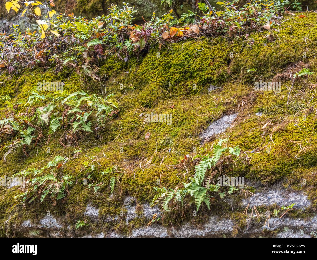 A pile of large stones in the forest, overgrown with moss and grass ...