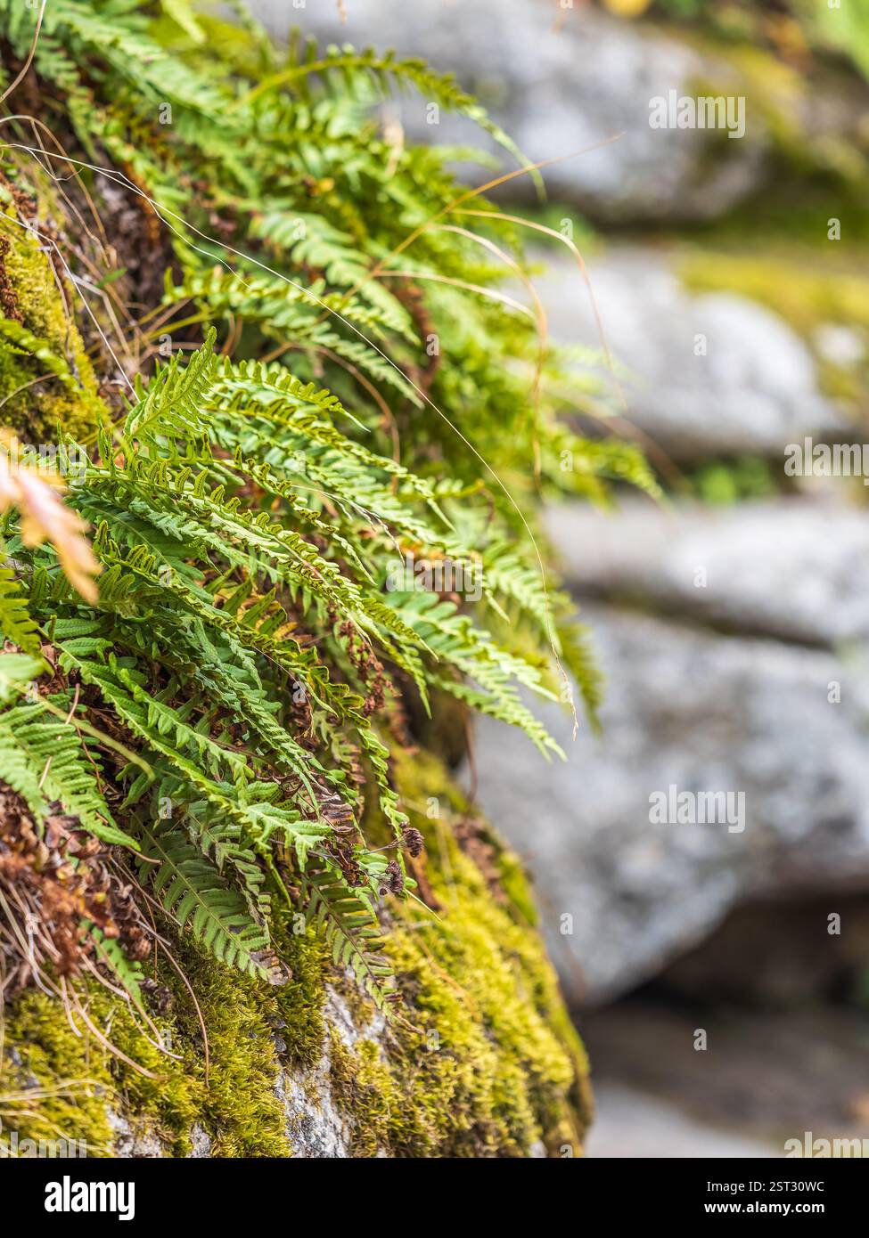 Common polypody fern Polypodium vulgare grows among thick moss ...